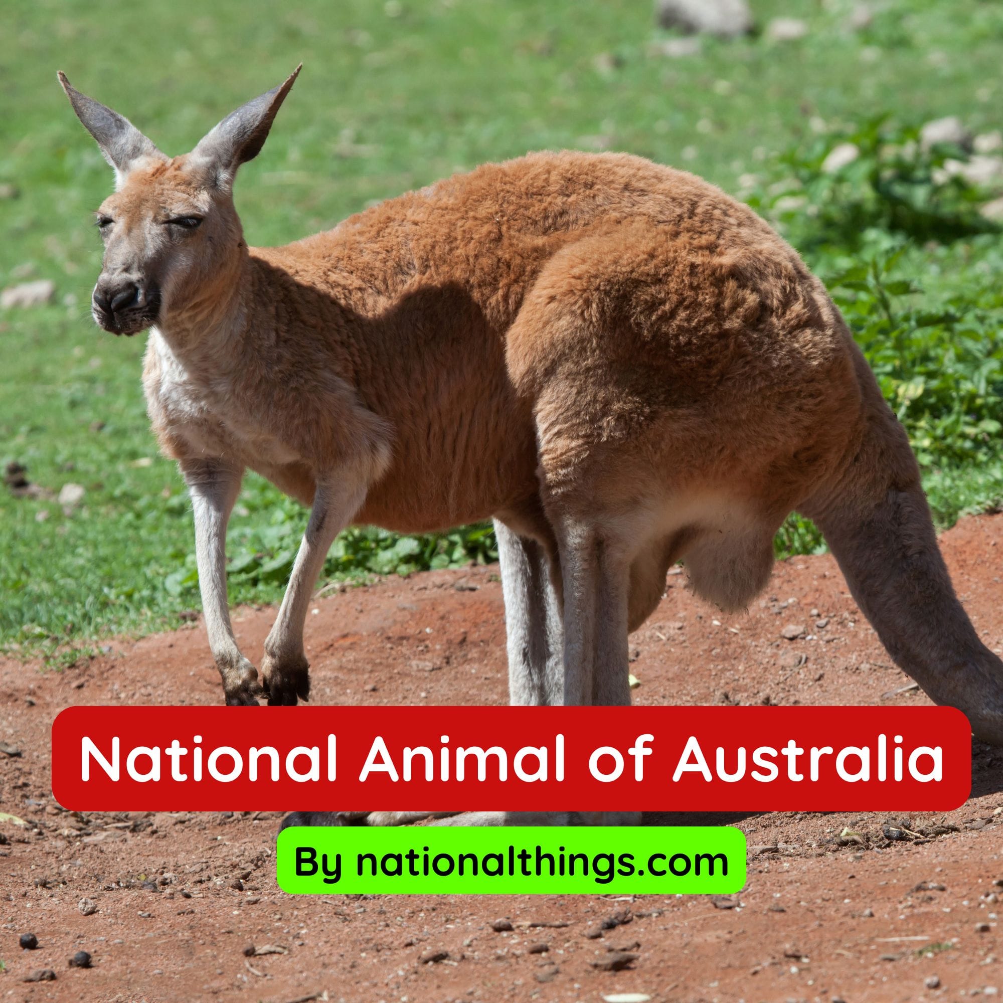 National Animal of Australia: The Red Kangaroo - National Things