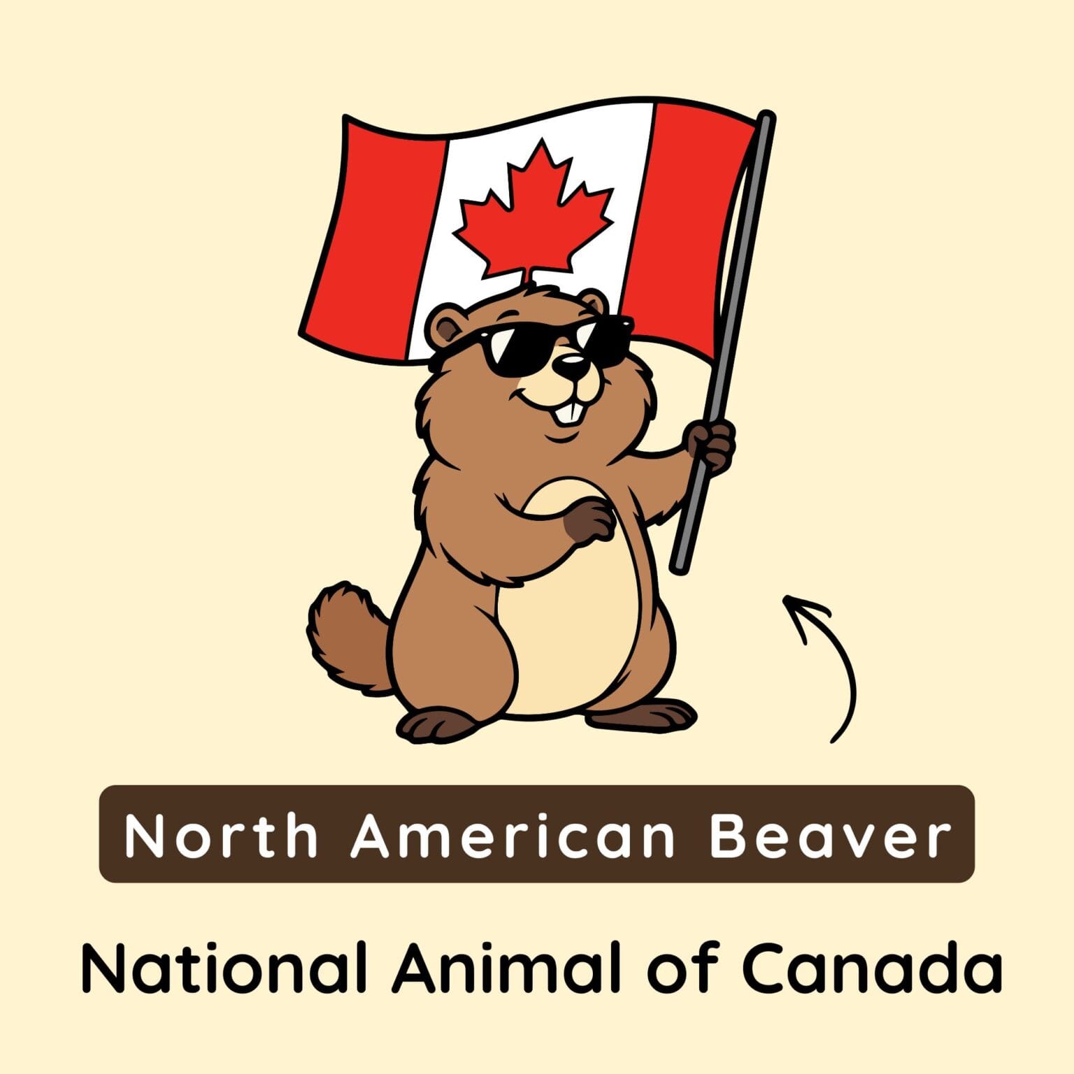 National Animal of Canada – History, Meaning and Facts - National Things