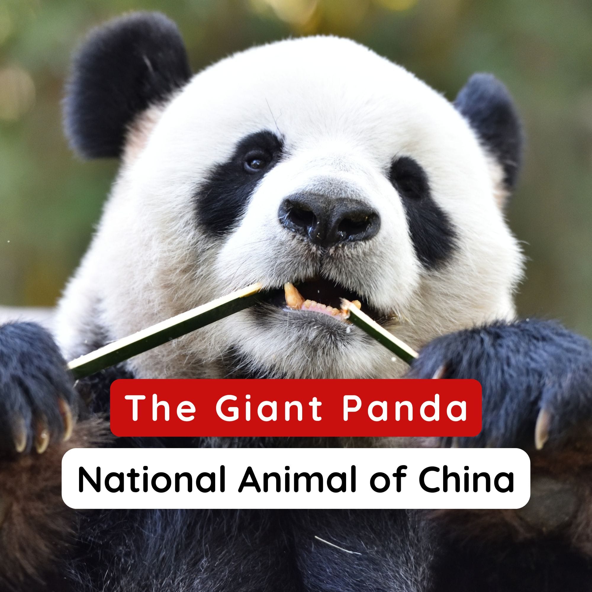 National Animal of China: The Giant Panda - National Things