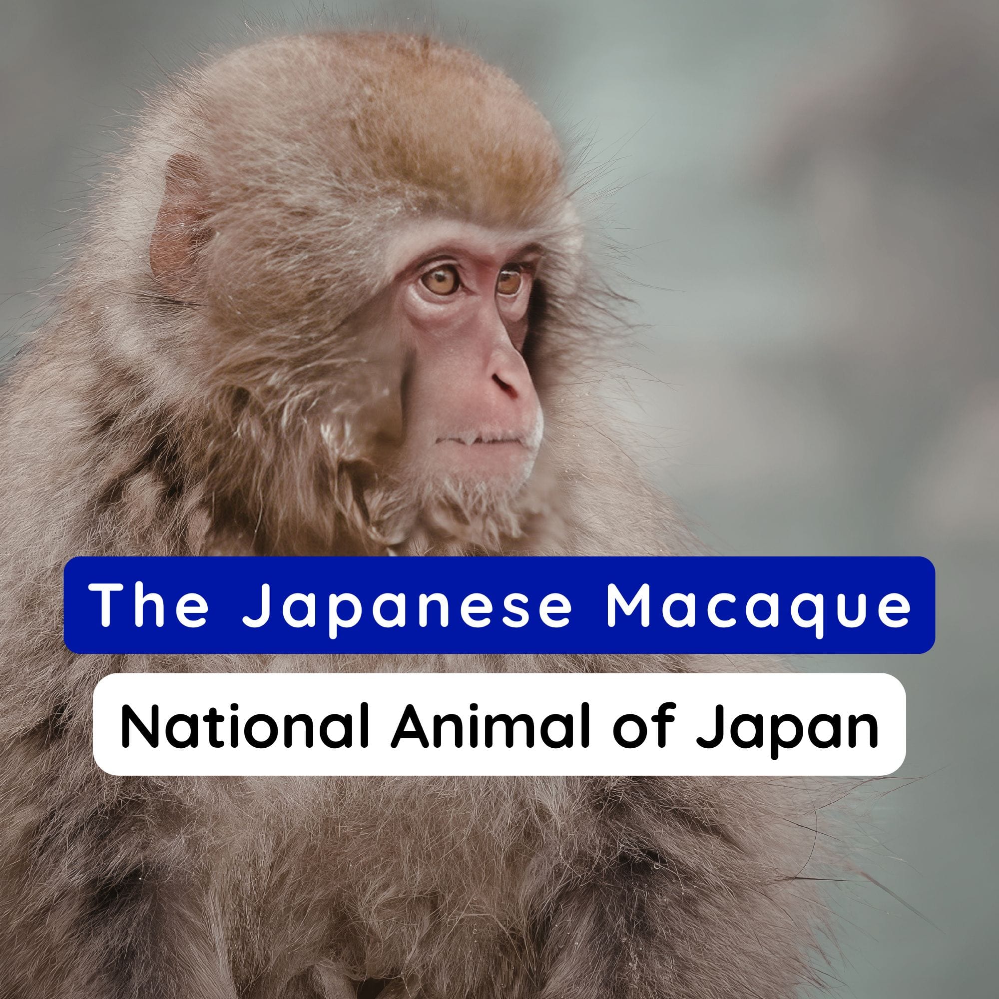 National Animal of Japan: The Japanese Macaque - National Things