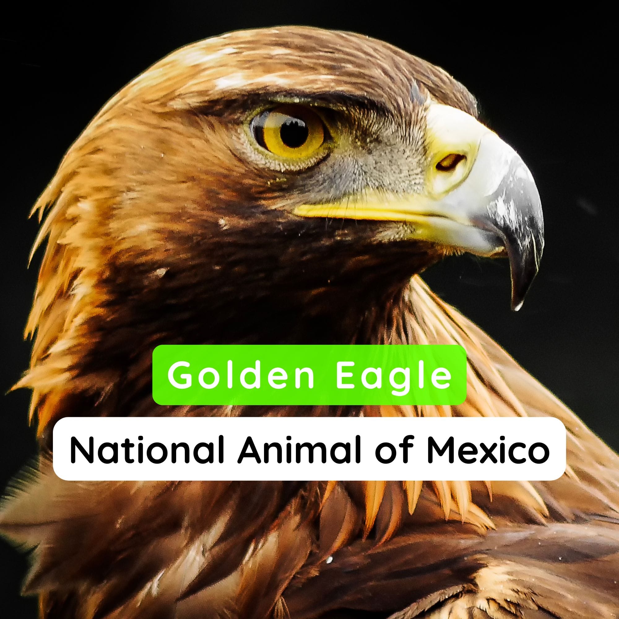 National Animal of Mexico: The Golden Eagle - National Things