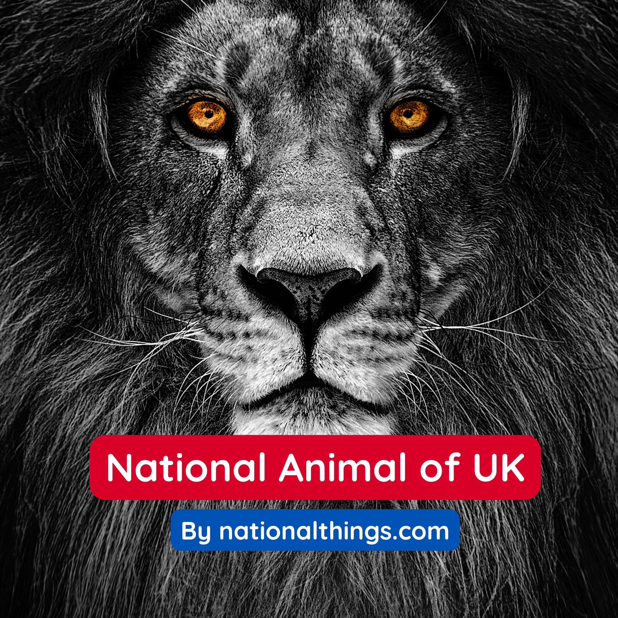 National Animal of UK: The Lion - National Things