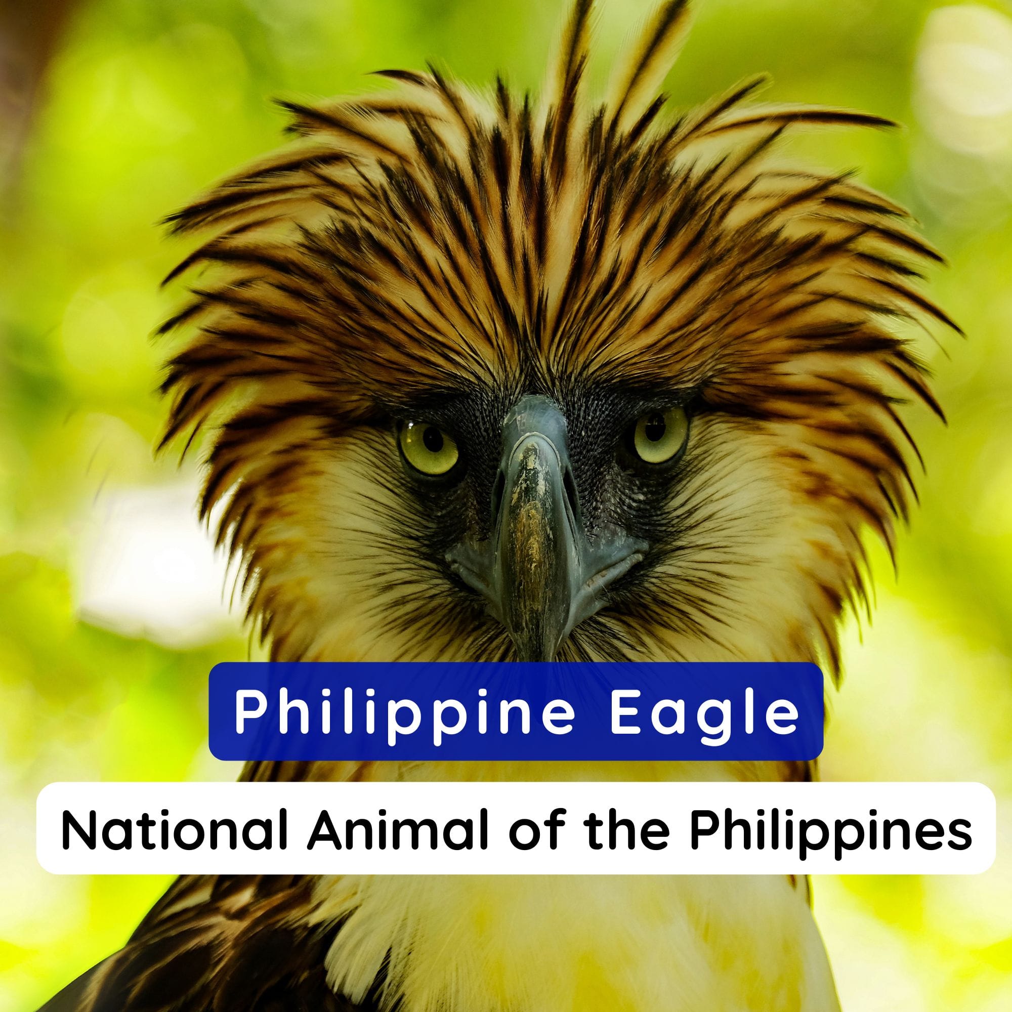 National Animal of the Philippines: The Philippine Eagle - National Things