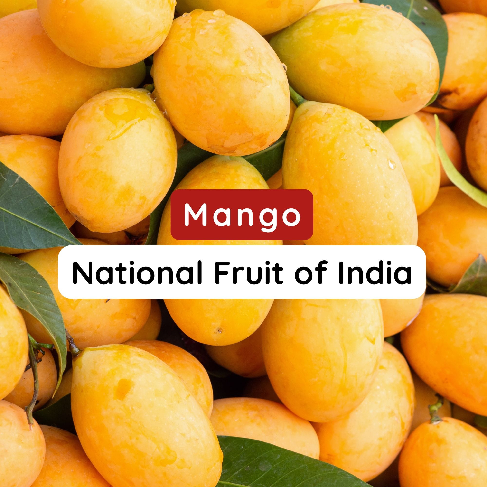 National Fruit of India: Mango - National Things