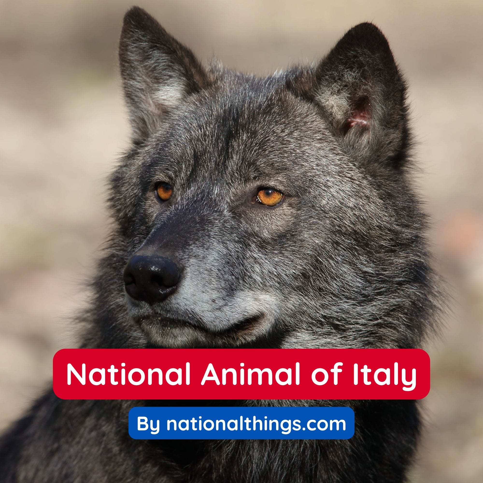 National Animal of Italy: The Italian Wolf - National Things