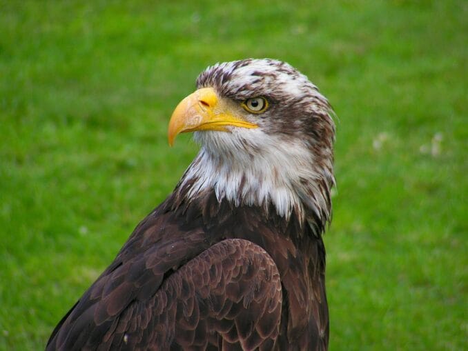 150 Most Important Countries and Their National Animals - National Things